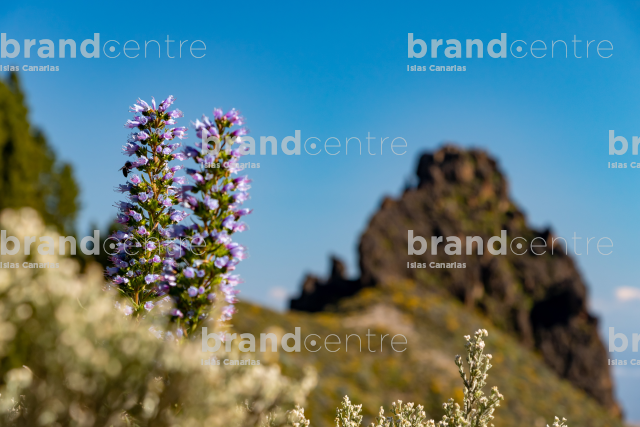 PH24167 Route of the Tajinastes | Canary Islands Brand Centre
